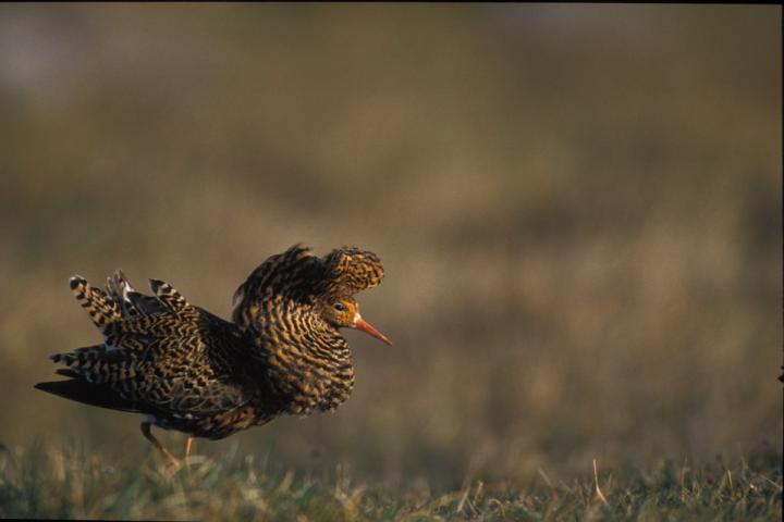 Ruff 2 [IMAGE] | EurekAlert! Science News Releases