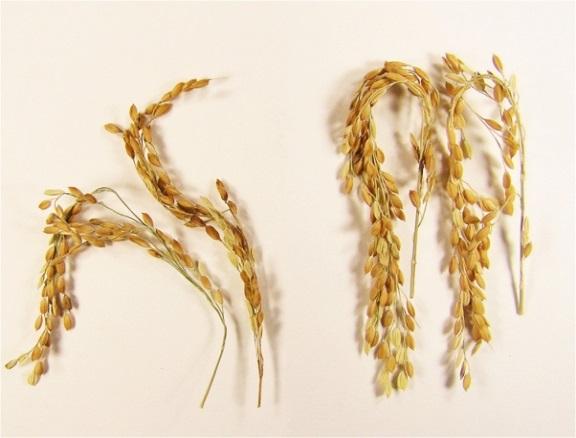 Climate-Friendly Rice [IMAGE] | EurekAlert! Science News Releases