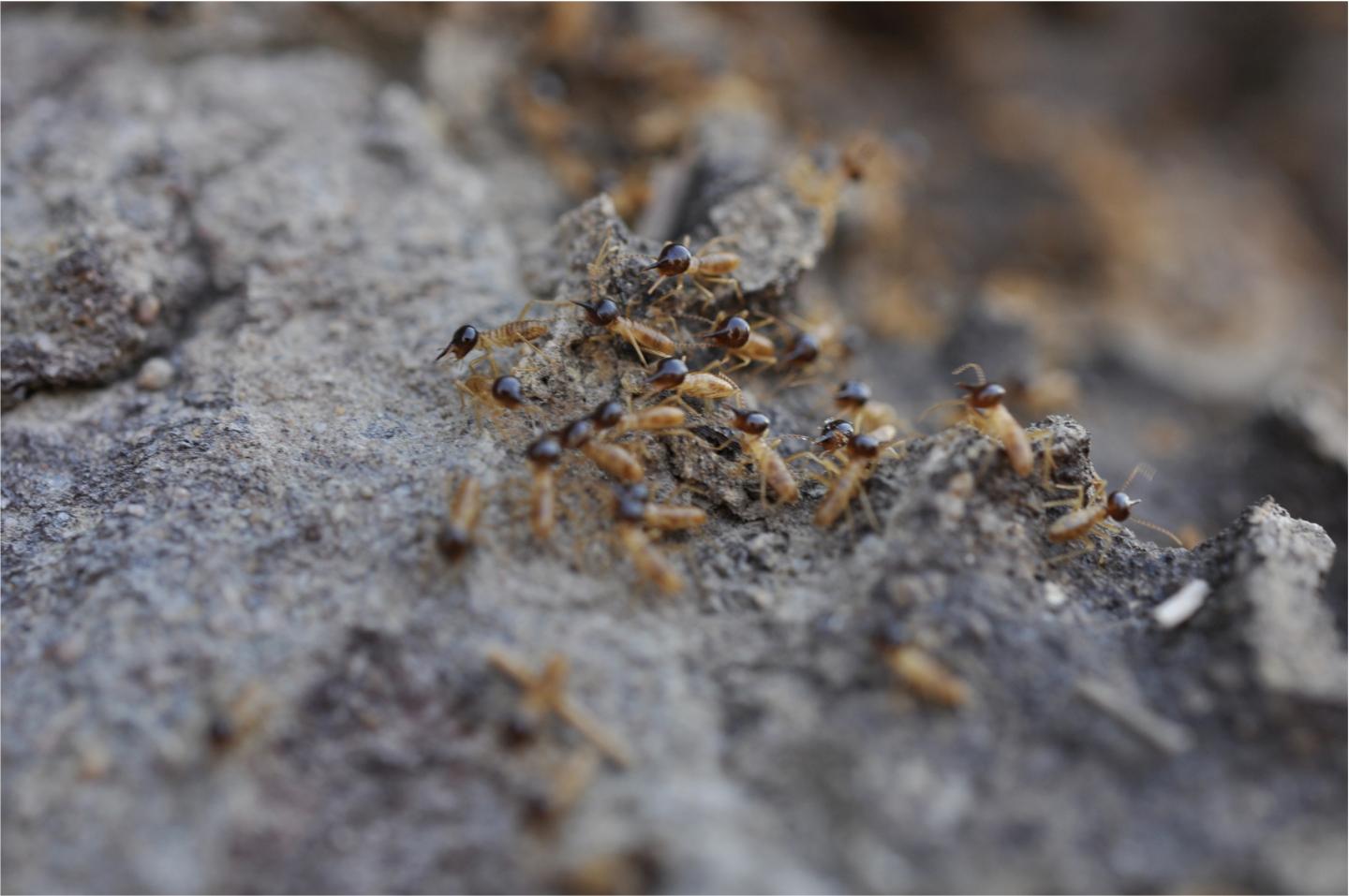 Termites -- High-res [IMAGE] | EurekAlert! Science News Releases