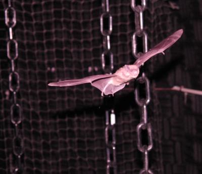 Bat Acrobat [IMAGE] | EurekAlert! Science News Releases