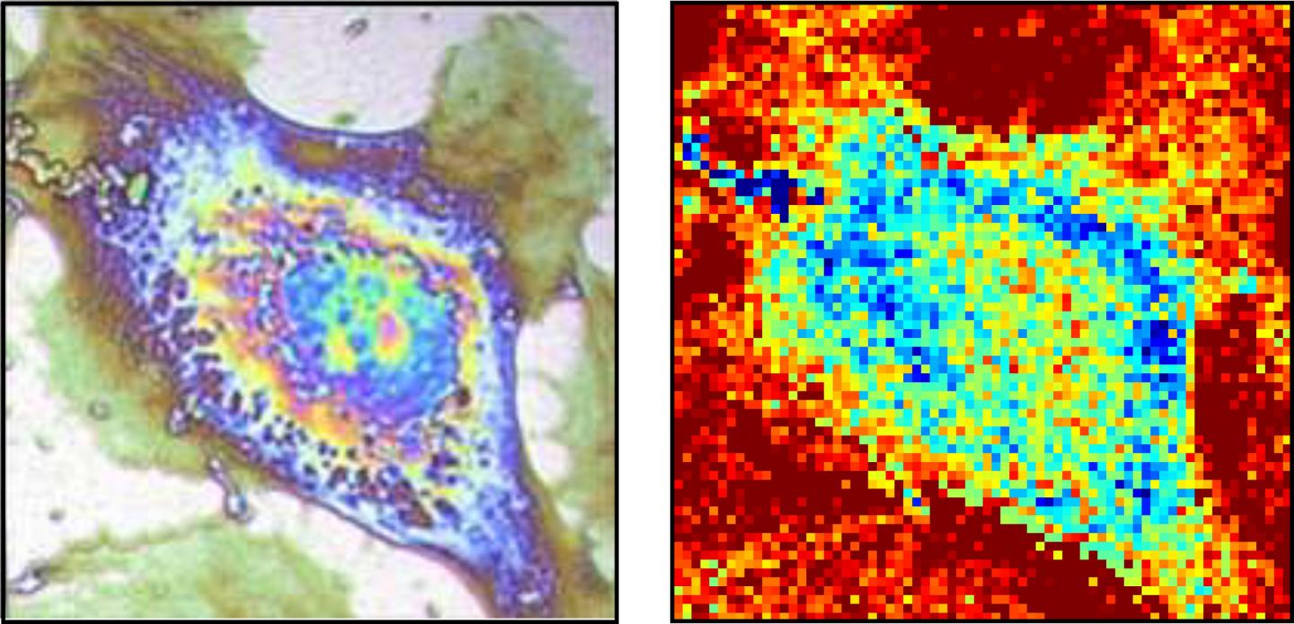 Thermal microscopy of single cells | EurekAlert!