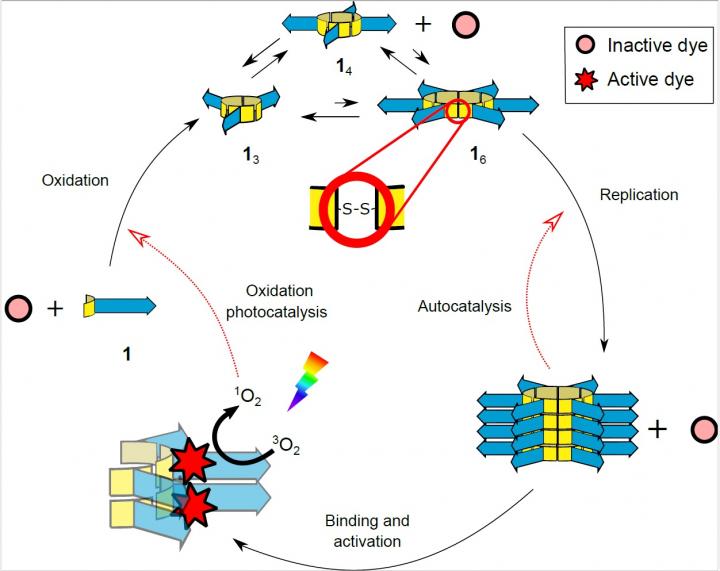Light-driven metabolism in art [IMAGE] | EurekAlert! Science News Releases