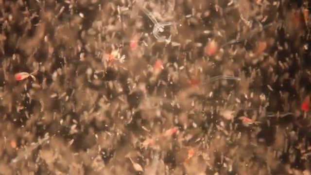 In Arctic winter, marine creatures migrate by | EurekAlert!