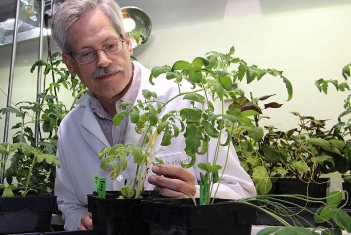 Parasitic plant research -- Fulbright US Scho | EurekAlert!