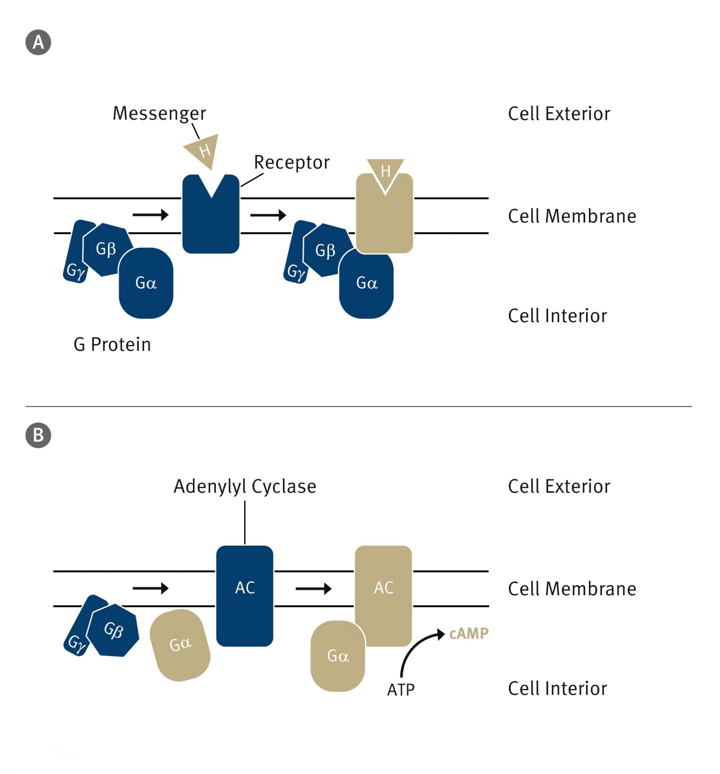 Information Pathway into the C [IMAGE] | EurekAlert! Science News Releases