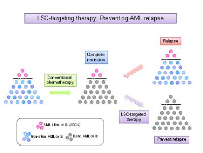 Tackling Leukemia One Molecule at a Time (1 o | EurekAlert!
