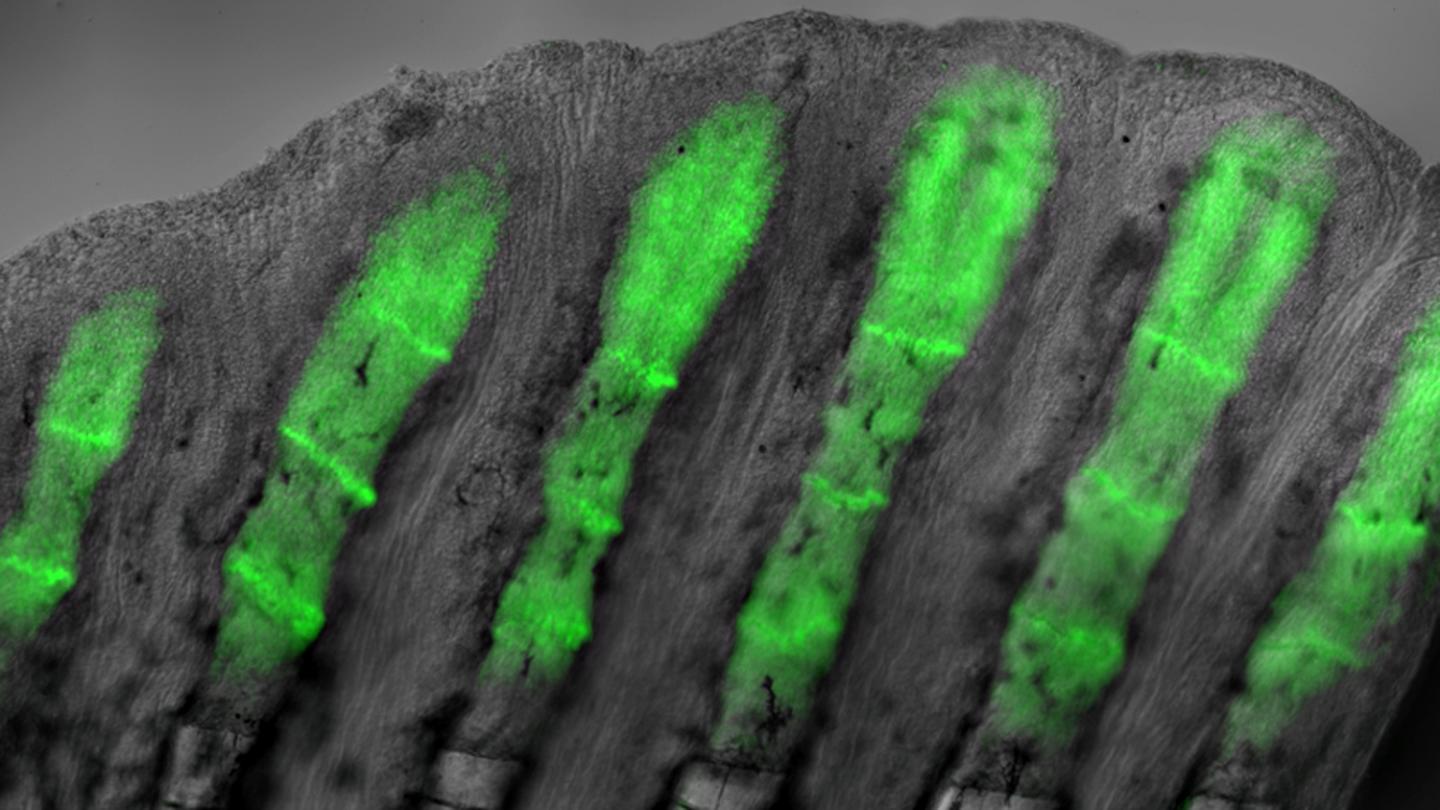 Zebrafish Fin Regeneration [IMAGE] | EurekAlert! Science News Releases