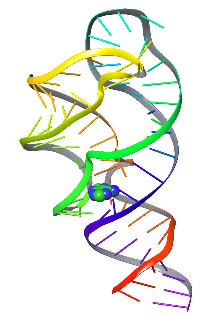RIBOSWITCH [IMAGE] | EurekAlert! Science News Releases
