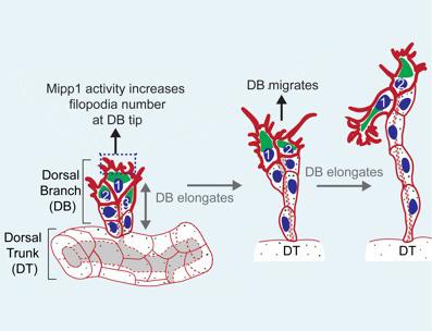 How cells 'climb' to build fruit fly tracheas | EurekAlert!