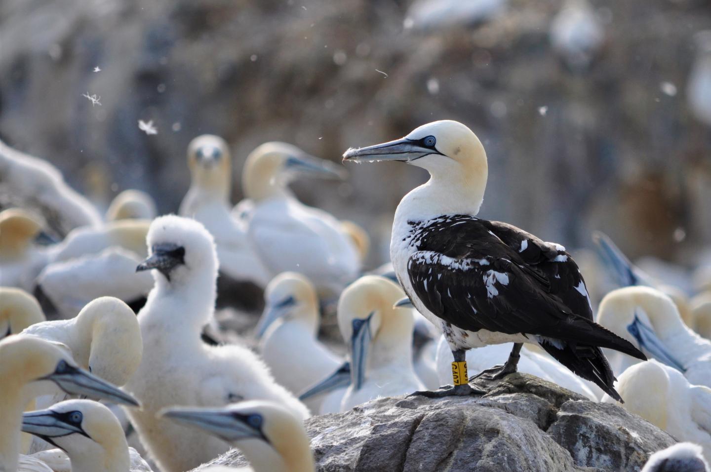 Grown-up gannets find favorite fishing ground | EurekAlert!
