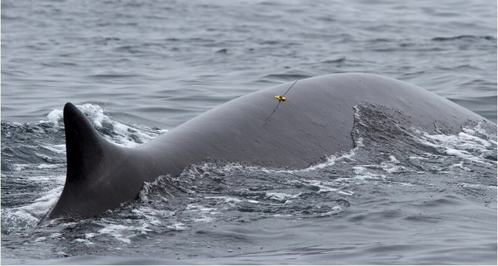 Tagged whale [IMAGE] | EurekAlert! Science News Releases