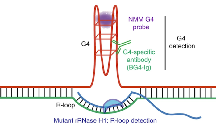 G quadruplexes [IMAGE] | EurekAlert! Science News Releases