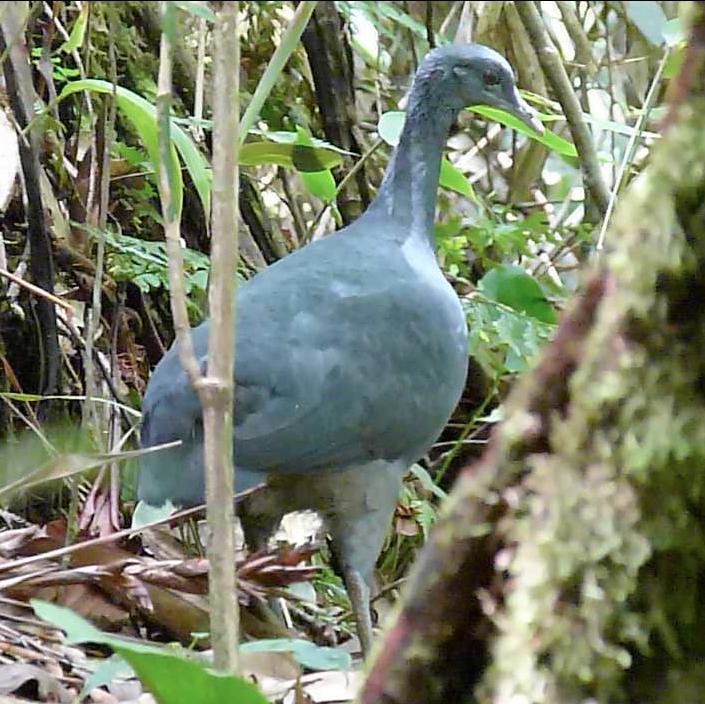 Black Tinamou [IMAGE] | EurekAlert! Science News Releases