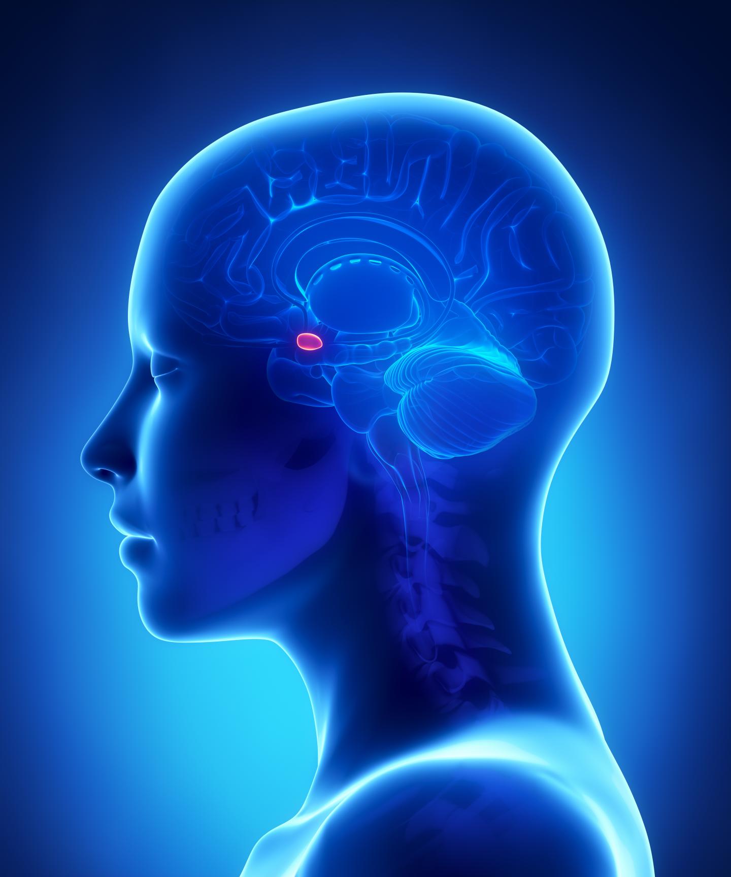 Amygdala IMAGE EurekAlert Science News Releases
