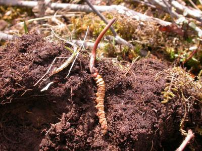 Chinese researchers identify insect host spec | EurekAlert!