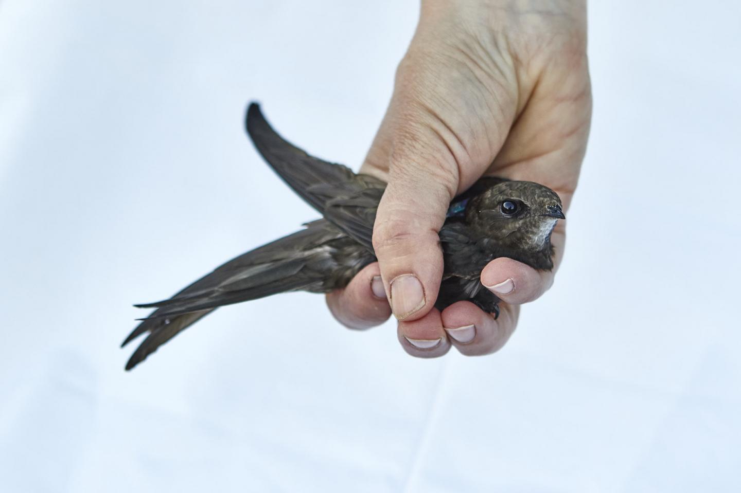 Swifts set new record for swiftness | EurekAlert!