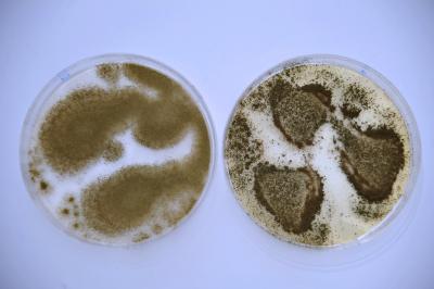 Aspergillus oryzae & flavus [IMAGE] | EurekAlert! Science News Releases