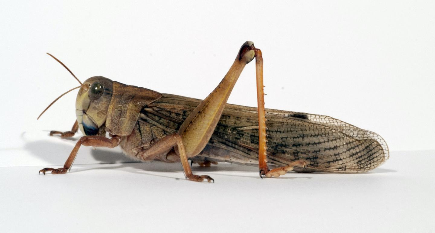 Migratory locust (Locusta migr [IMAGE] | EurekAlert! Science News Releases