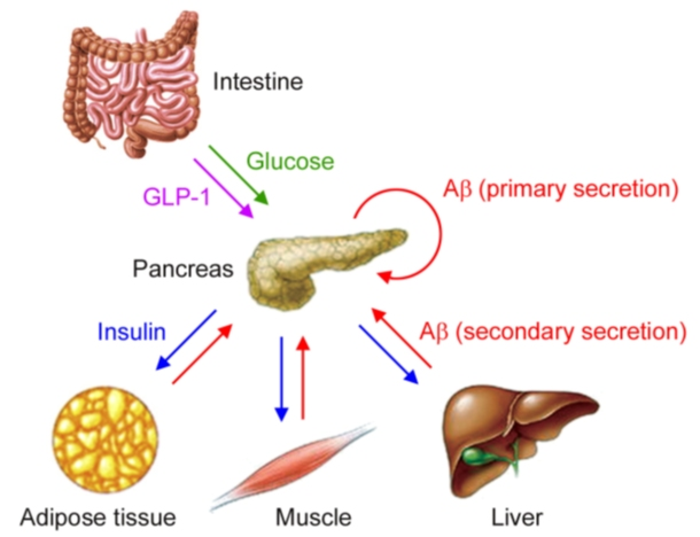 Physiological effects of peripheral amyloid-β | EurekAlert!
