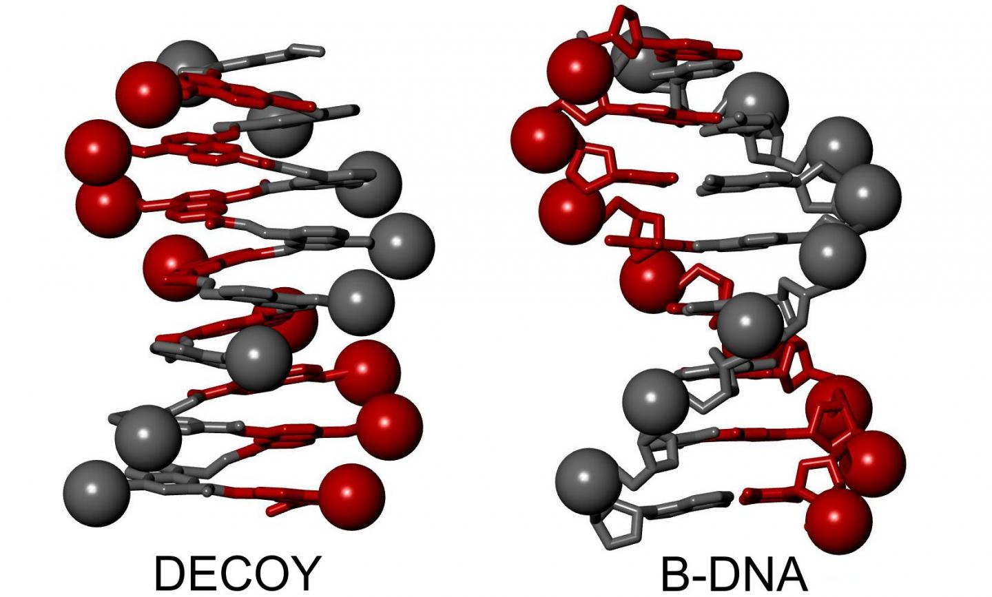 Biomimetic chemistry: DNA mimic outwits viral | EurekAlert!