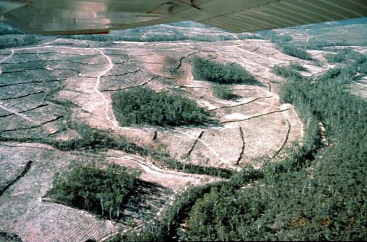 World's Forests at Risk for Habitat Destructi | EurekAlert!