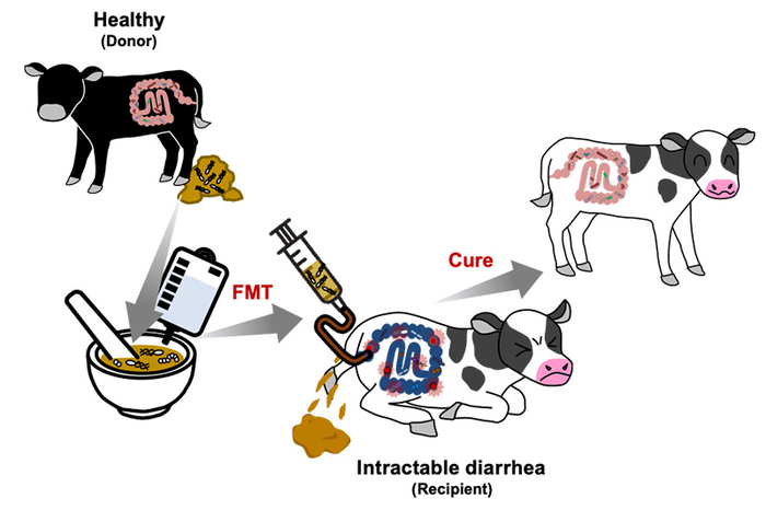 Treating intractable diarrhea in calves and i | EurekAlert!