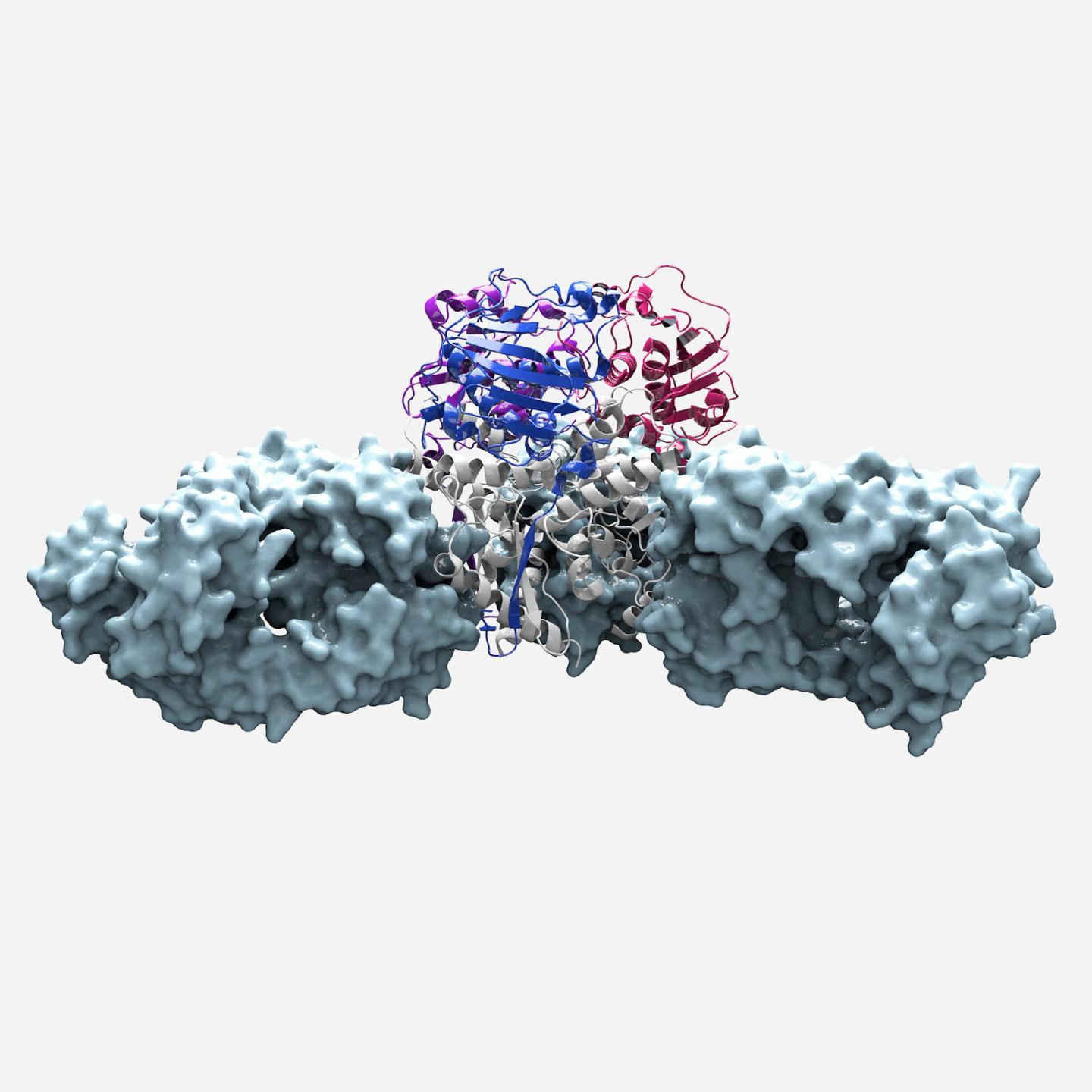 One Step Closer to a Lassa Vaccine (3 of 3) | EurekAlert!