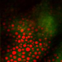 Watching Molecules Move In Live Cells (4 of 4 | EurekAlert!