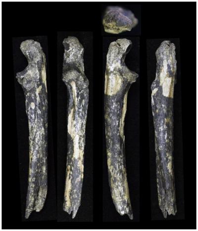 Australopithecus Tools
