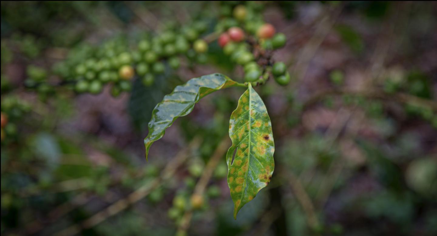 Rutgers coffee rust leaves [IMAGE] | EurekAlert! Science News Releases