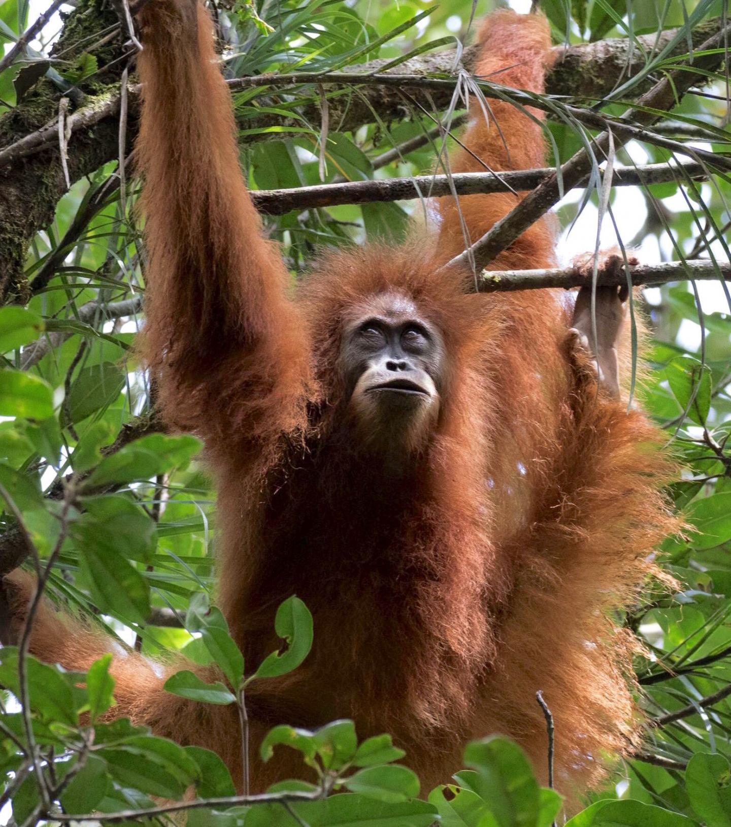 World's rarest ape on the edge of extinction | EurekAlert!