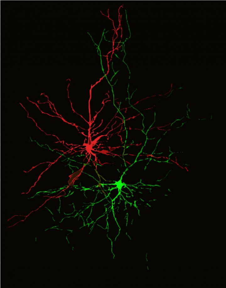 Brain circuitry for positive vs. negative mem | EurekAlert!