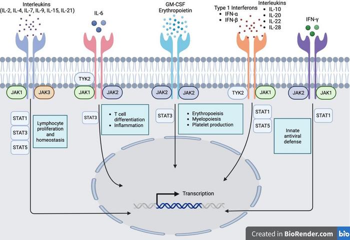 The Jak Stat Pathway [image] Eurekalert Science News Releases