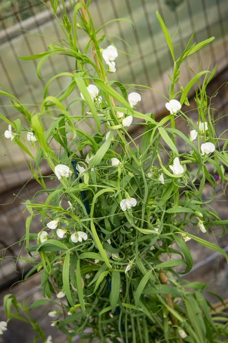 Grass Pea [IMAGE] | EurekAlert! Science News Releases