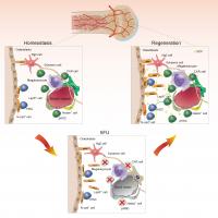 Scientists have identified a bone marrow back | EurekAlert!