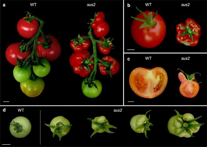 sus2 mutant fruits develop suc [IMAGE] | EurekAlert! Science News Releases