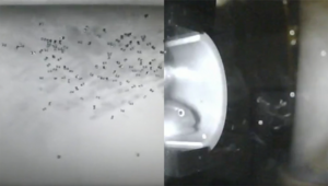 These tiny coral reef fish parents decide whe | EurekAlert!