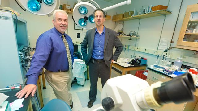 Fat mice bred to have more muscle give insigh | EurekAlert!