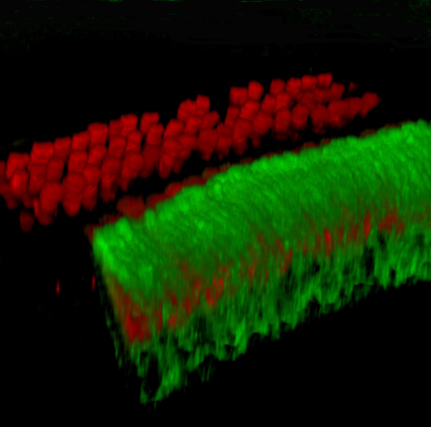 Supporting Cells and Hair Cell [IMAGE] | EurekAlert! Science News Releases