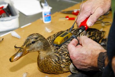 Duck Tracking 2 [IMAGE] | EurekAlert! Science News Releases