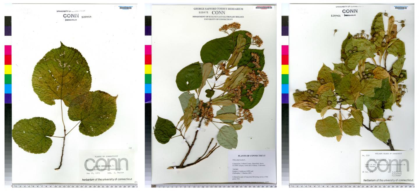 Emerging frontiers in phenological research | EurekAlert!