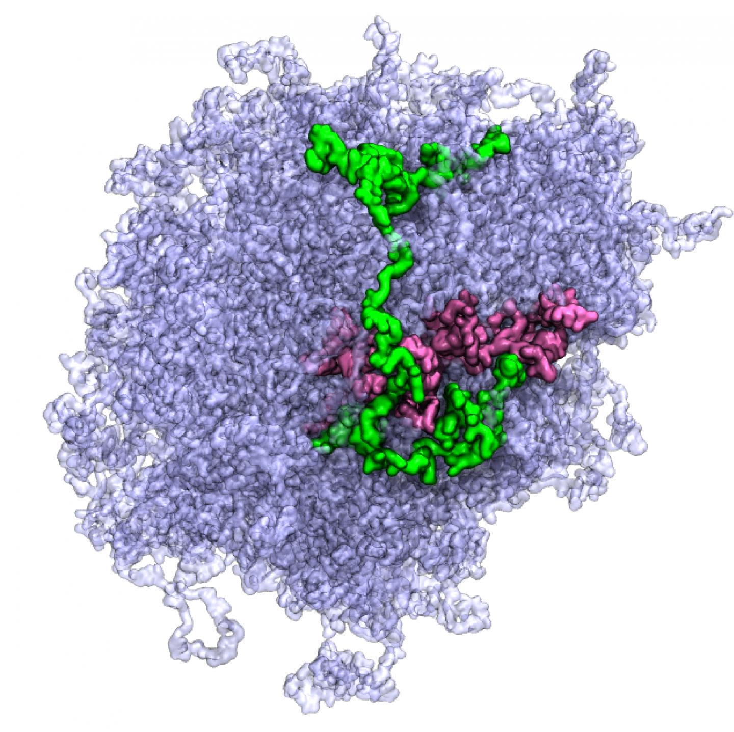 All-Atom Model of a Biological [IMAGE] | EurekAlert! Science News Releases