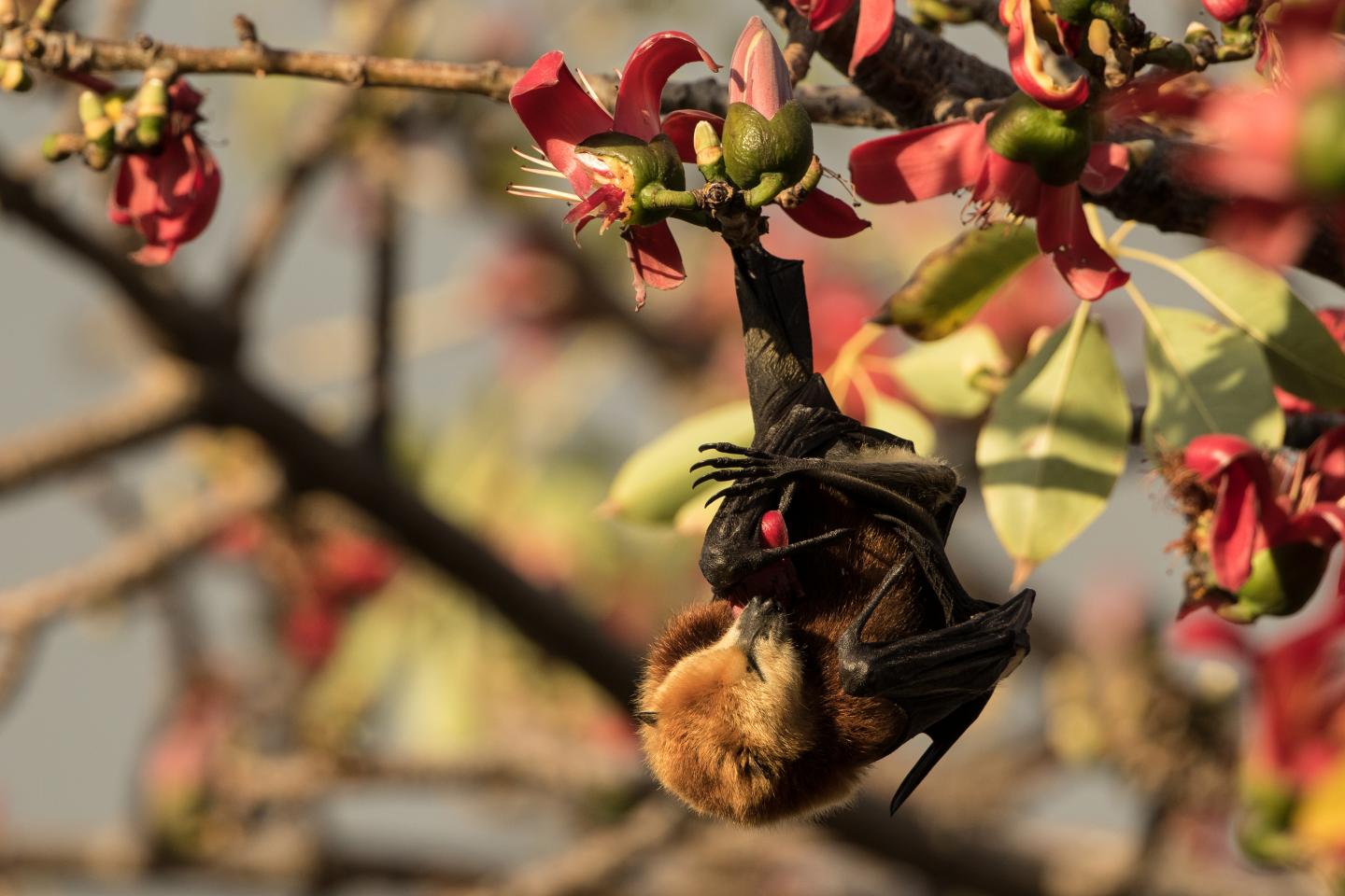 Protecting Island Flying Foxes in the Face of | EurekAlert!