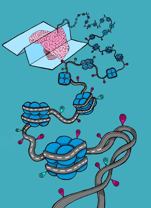 PsychENCODE [IMAGE] | EurekAlert! Science News Releases