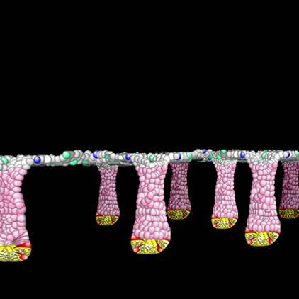 Colon Crypts [IMAGE] | EurekAlert! Science News Releases