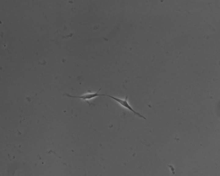 Two Stem Cells [IMAGE] | EurekAlert! Science News Releases