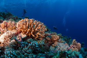 A groundbreaking survey of the world’s reefs | EurekAlert!