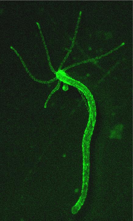 Hydra [IMAGE] | EurekAlert! Science News Releases