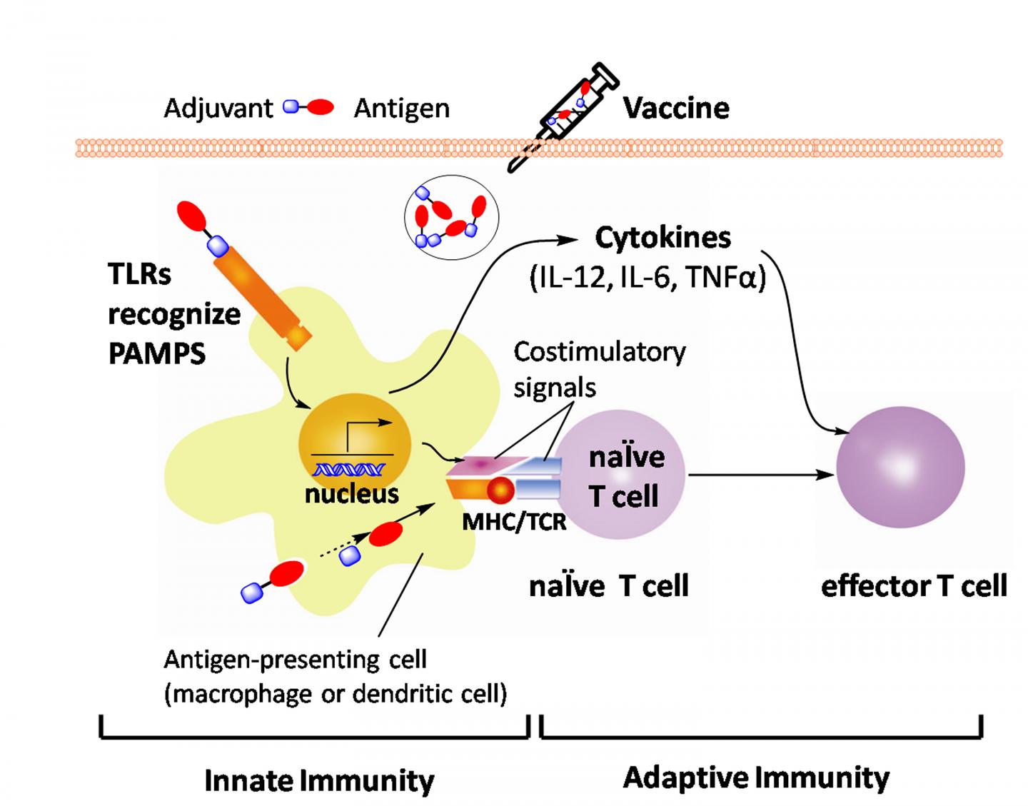 Controlling the Immune System with Small Mole | EurekAlert!