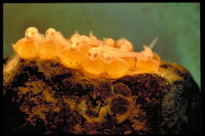 Grunt, Growl and Channel Your Inner Fish (5 o | EurekAlert!